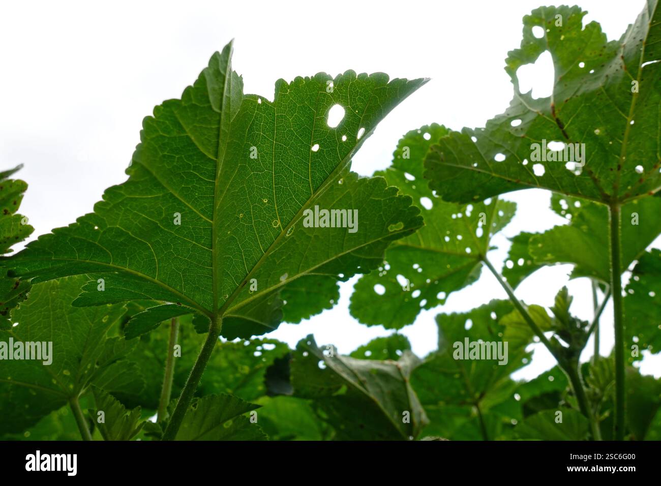 Green mallow leaves with shot holes from sawfly larvae feeding ...