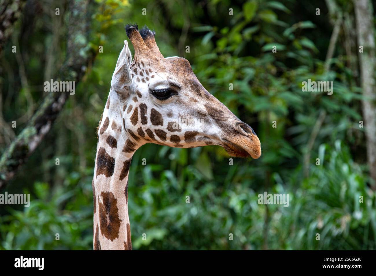 A close up on a beautiful giraffe hi-res stock photography and images ...