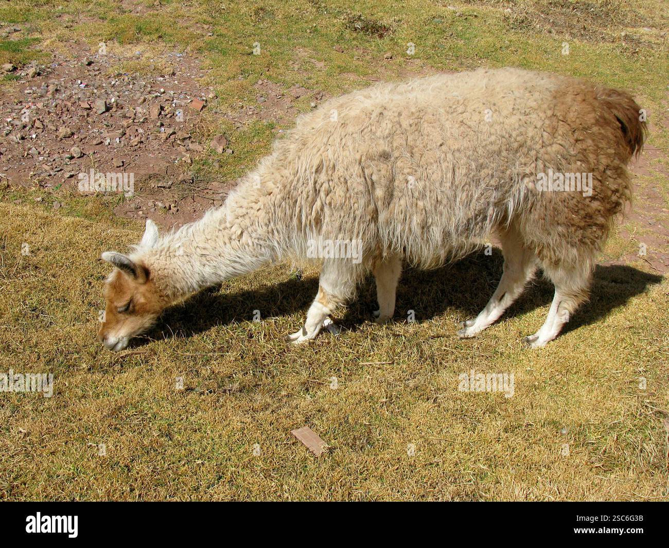 lhama, animal native of andine america Stock Photo - Alamy