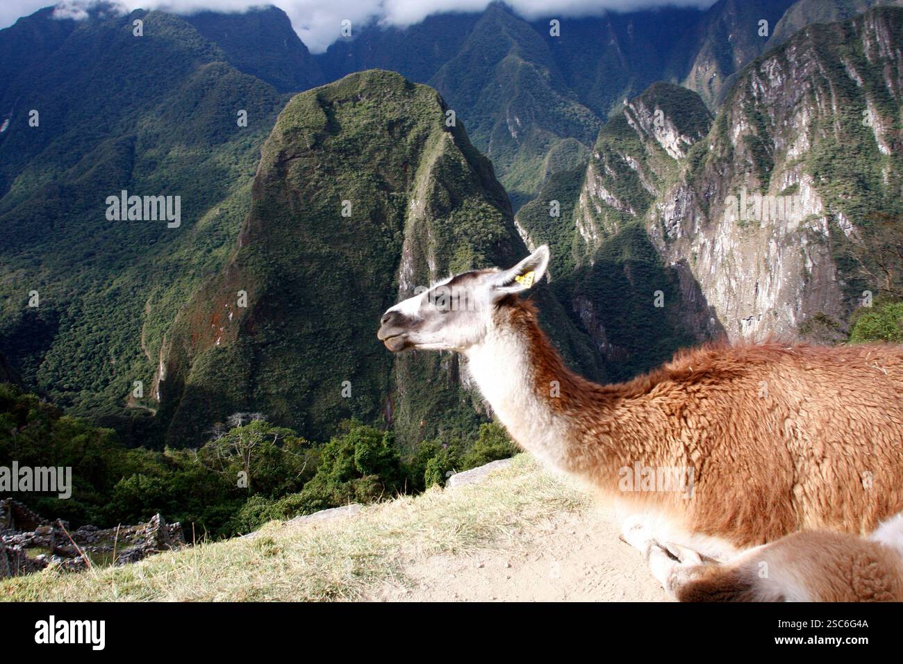 close up of Lhama, animal originated of America Andina. Andes mountains ...