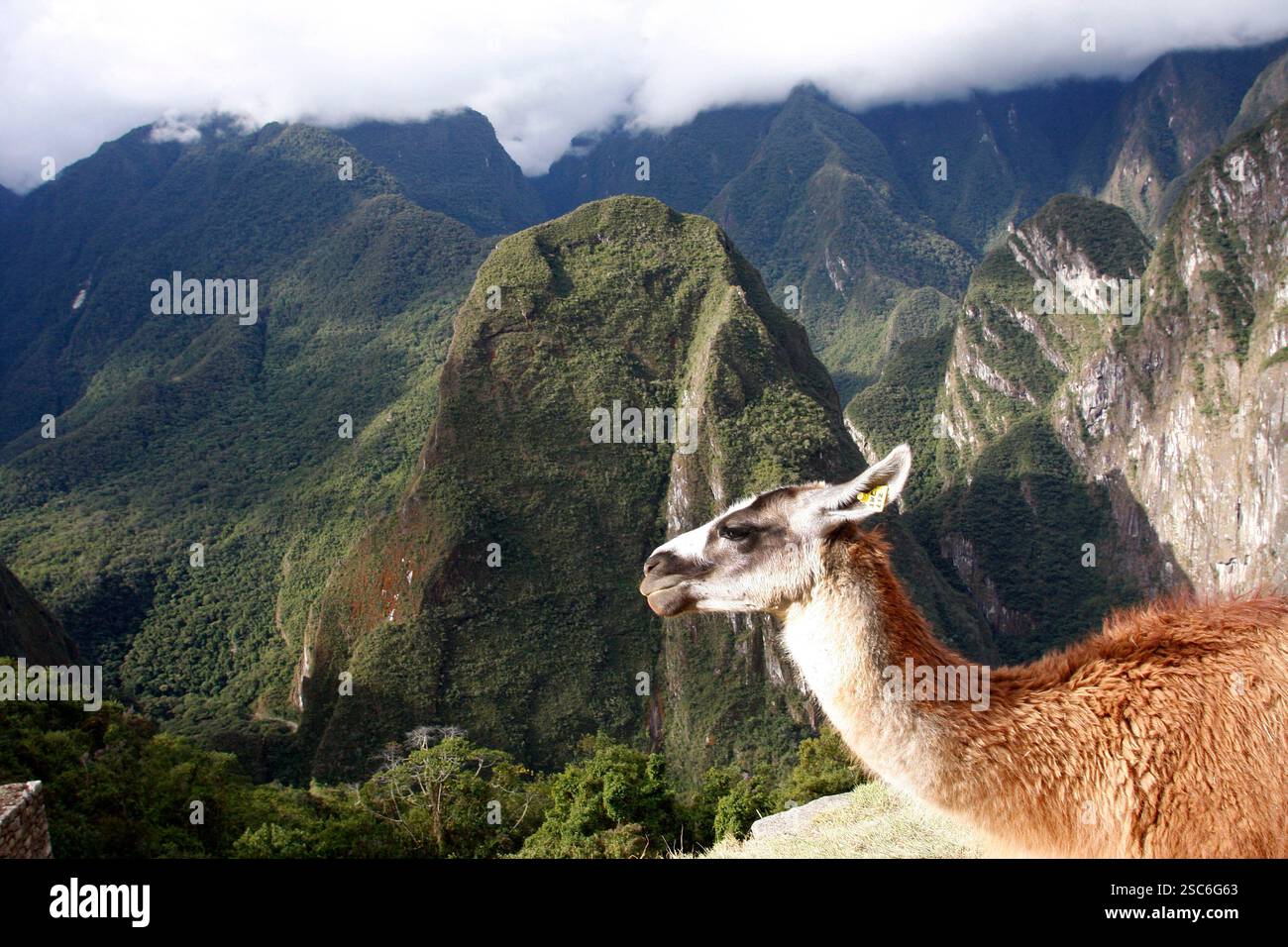 close up of Lhama, animal originated of America Andina. Andes mountains ...