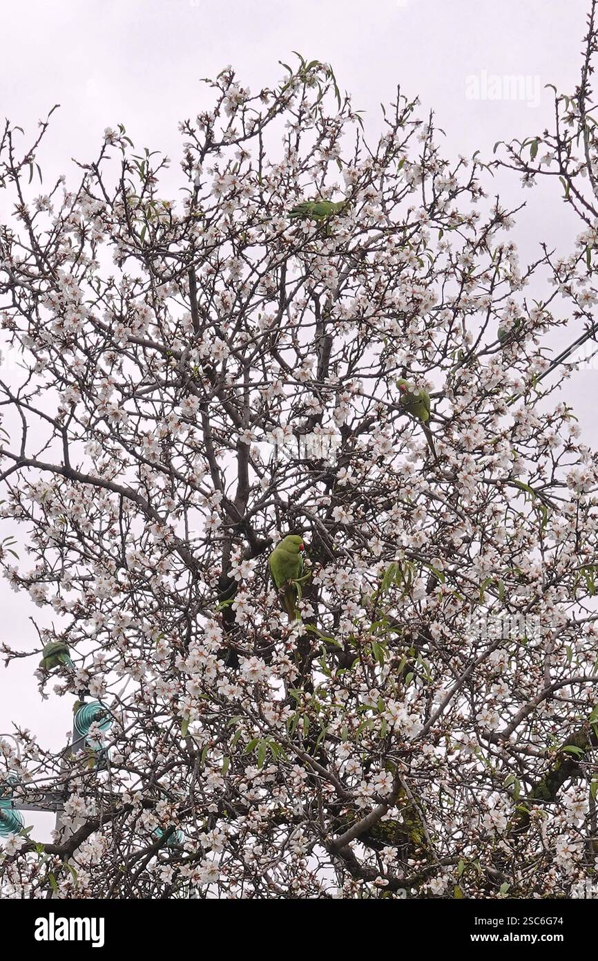 Parrots flowers hi-res stock photography and images - Alamy