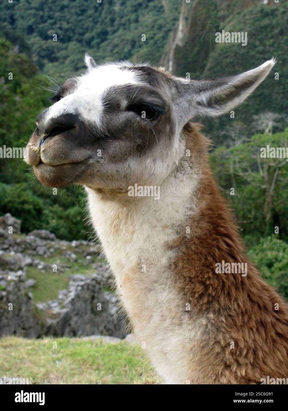 close up of Lhama, animal originated of America Andina Stock Photo - Alamy