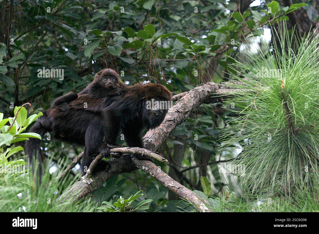 red howler monkey or bugio on Atlantic Forest, countrryside of Brasil ...