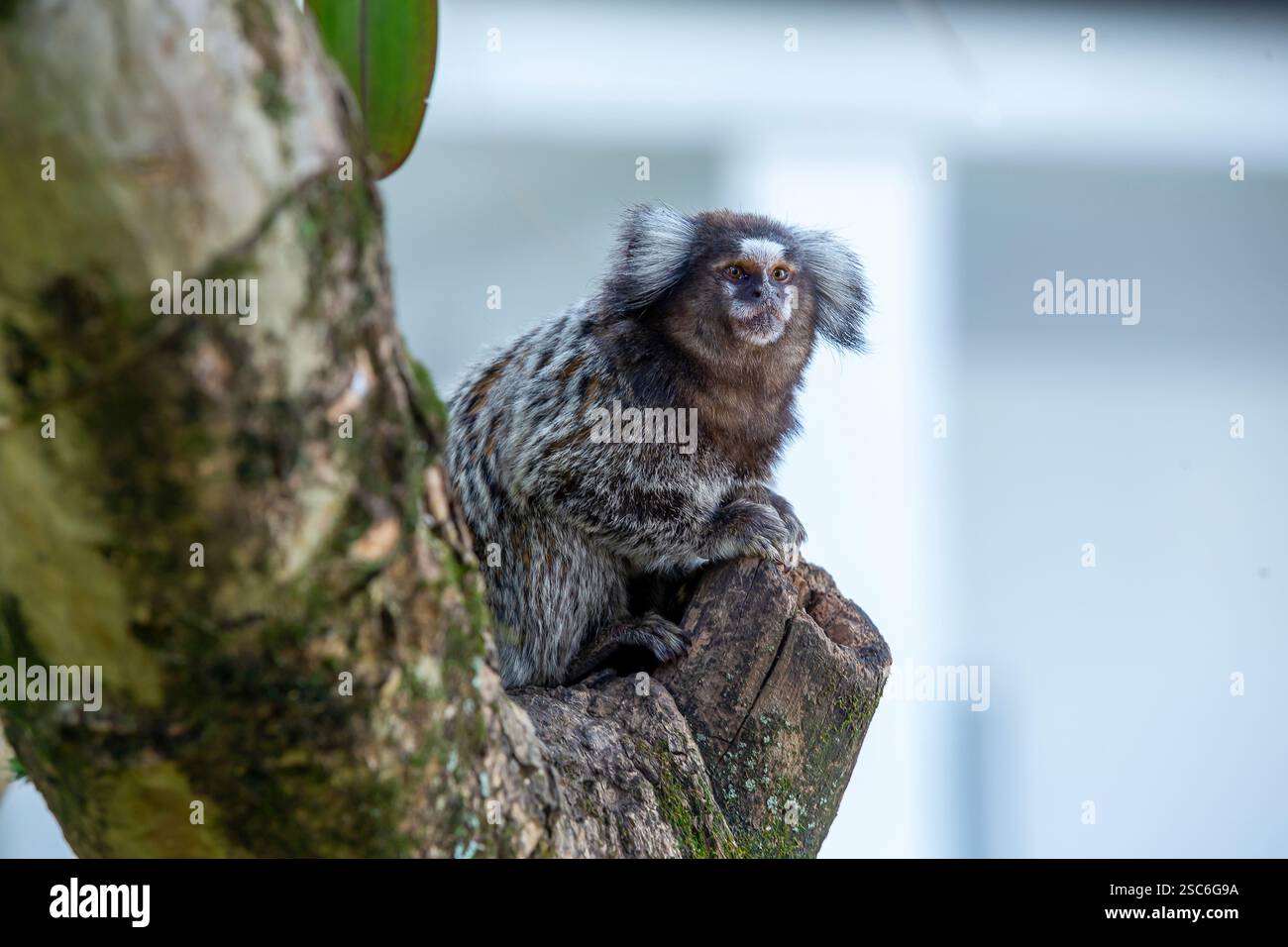 little monkey in a tree. Marmoset monkey or mico estrela in portuguese ...