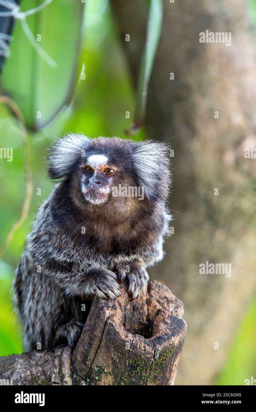 Monkey on a tree eating a fruit. Little monkey marmoset. The smallest ...