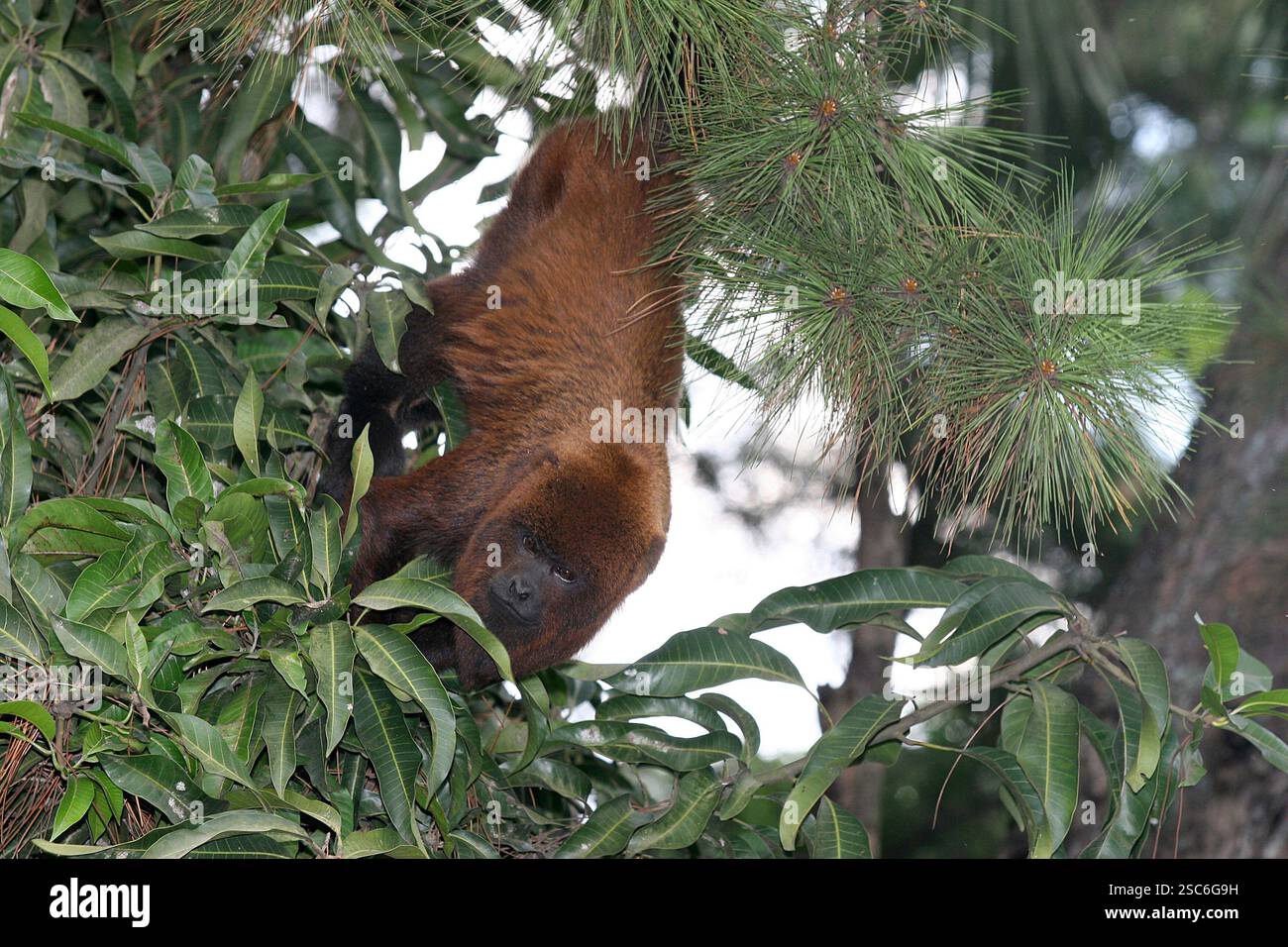 red howler monkey on Atlantic Forest, countrryside of Brasil. Cientific ...