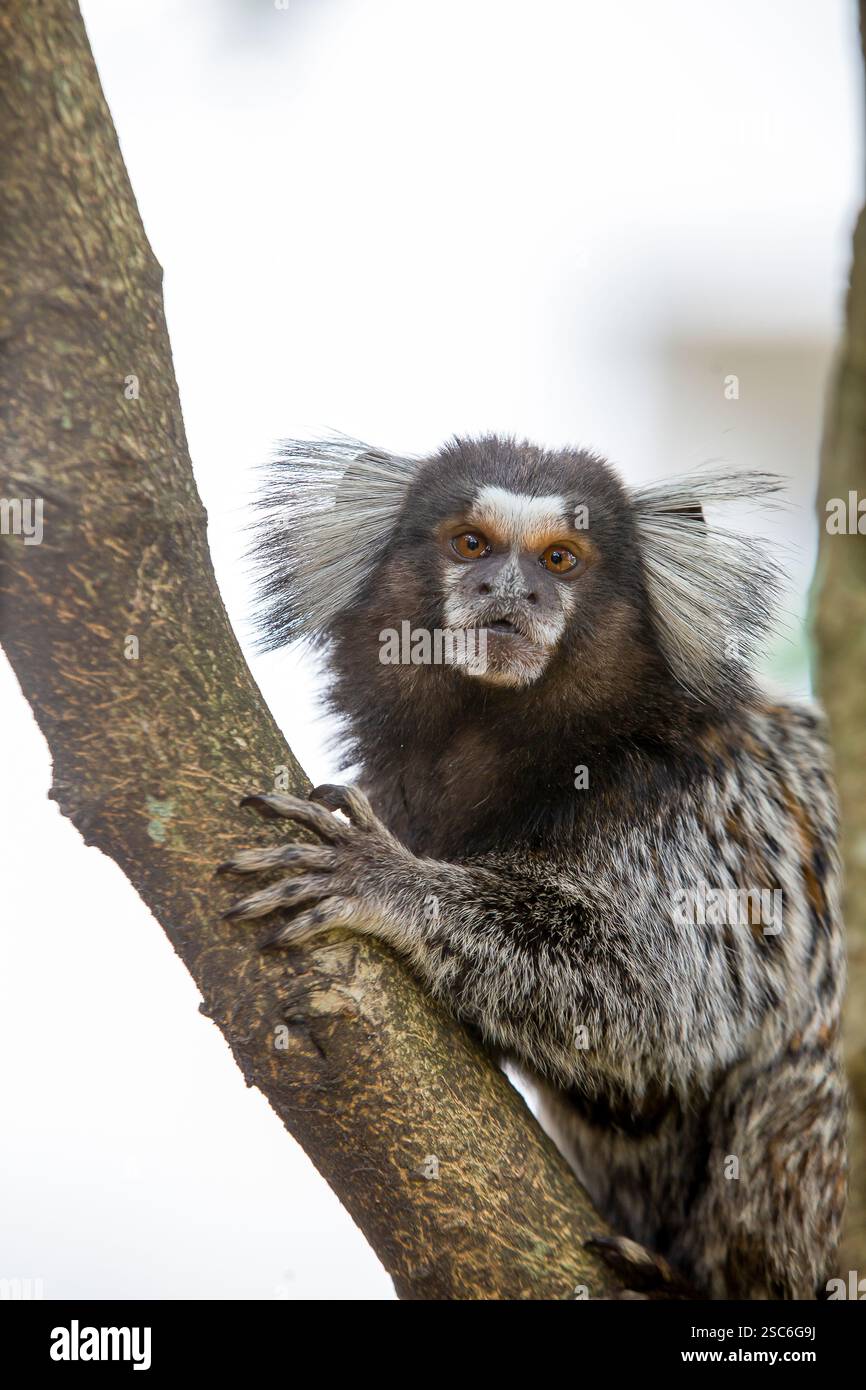 Monkey on a tree eating a fruit. Little monkey marmoset. The smallest ...
