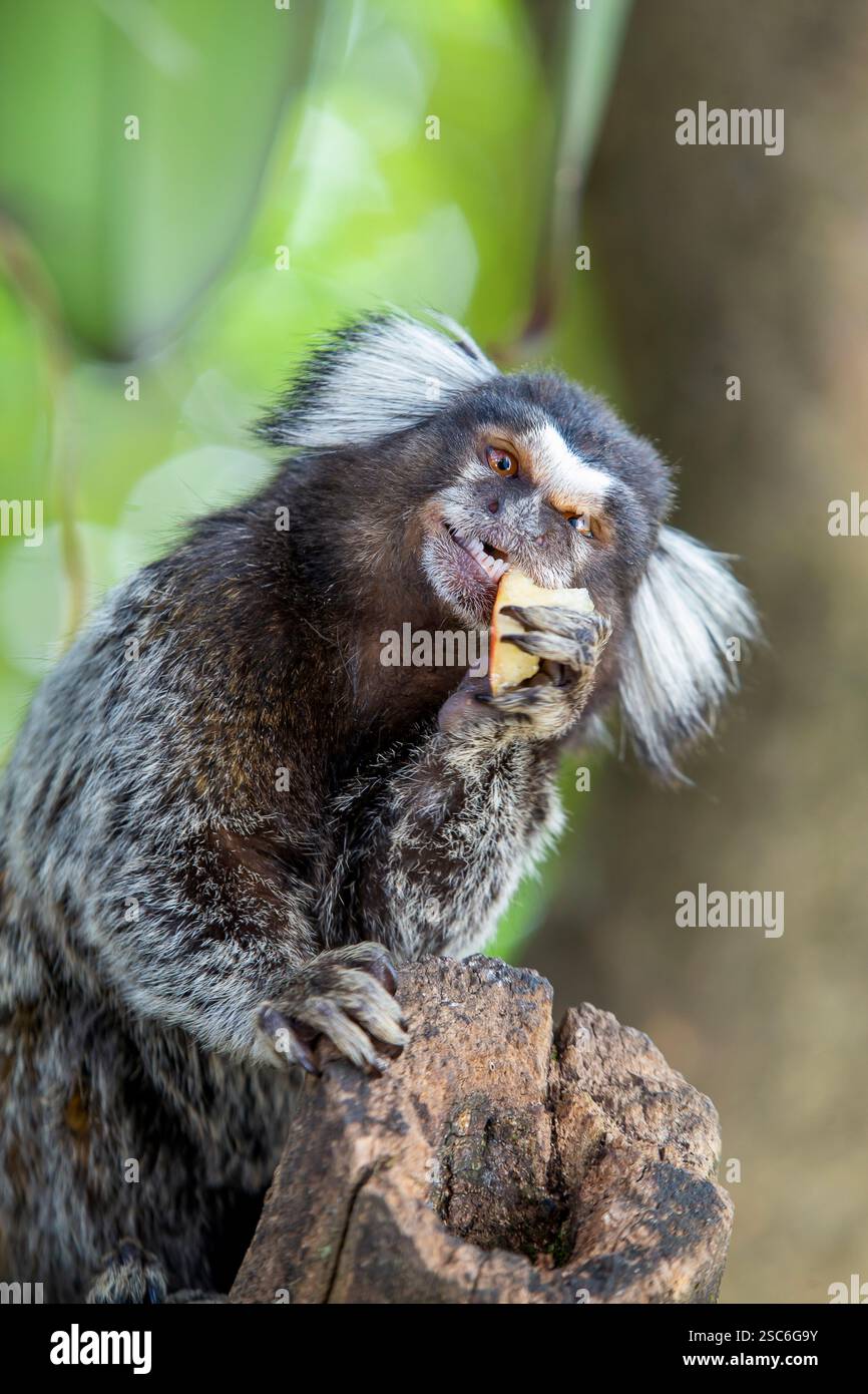 Monkey on a tree eating a fruit. Little monkey marmoset. The smallest ...