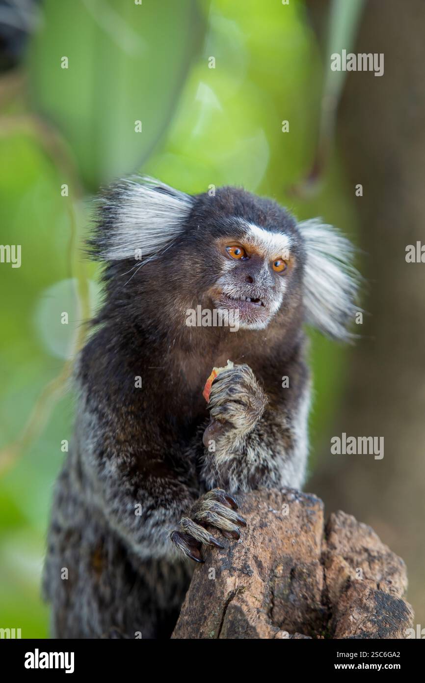 Monkey on a tree eating a fruit. Little monkey marmoset. The smallest ...
