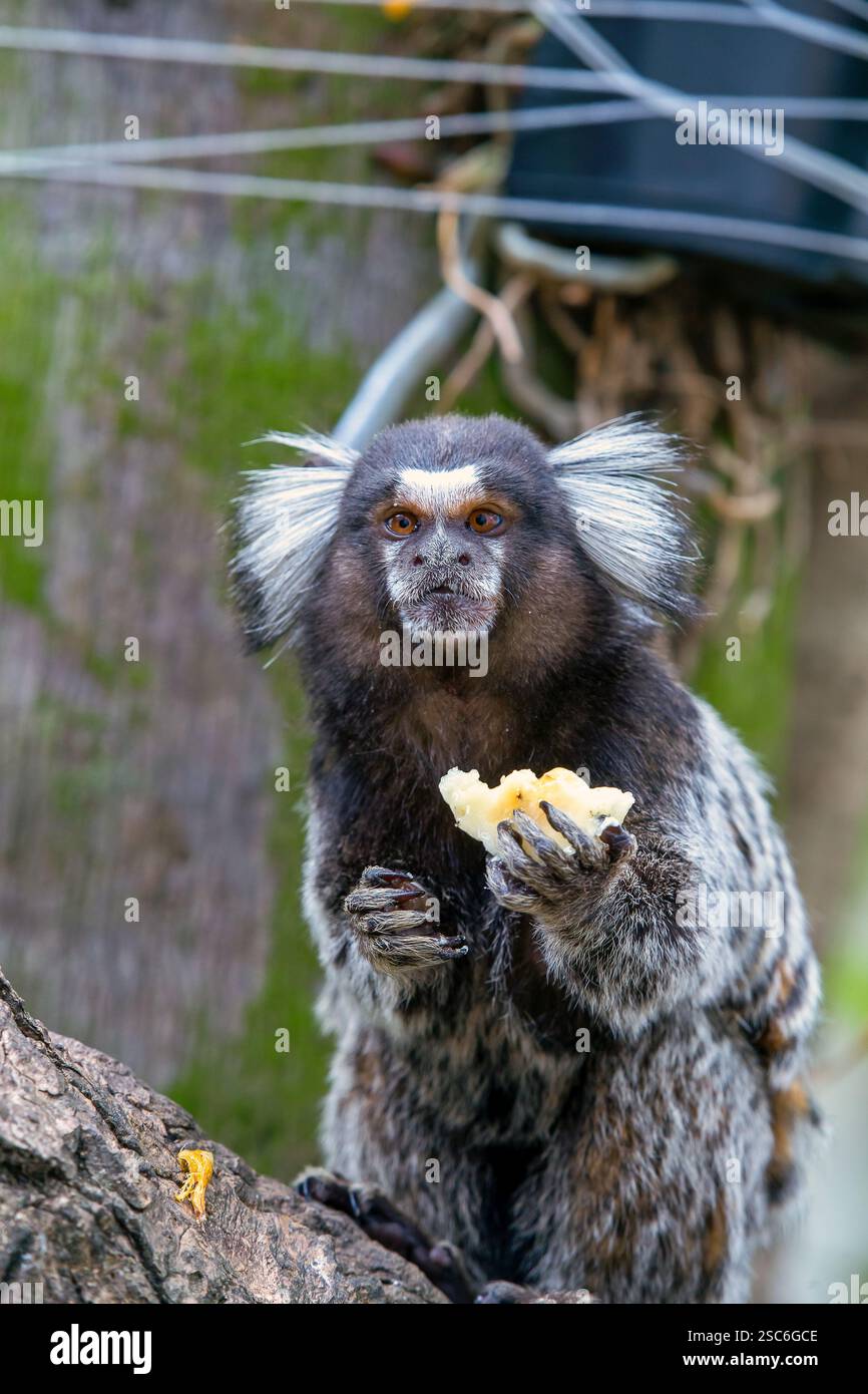 Monkey on a tree eating a fruit. Little monkey marmoset. The smallest ...