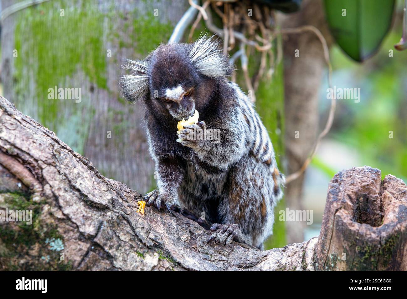 Monkey on a tree eating a fruit. Little monkey marmoset. The smallest ...