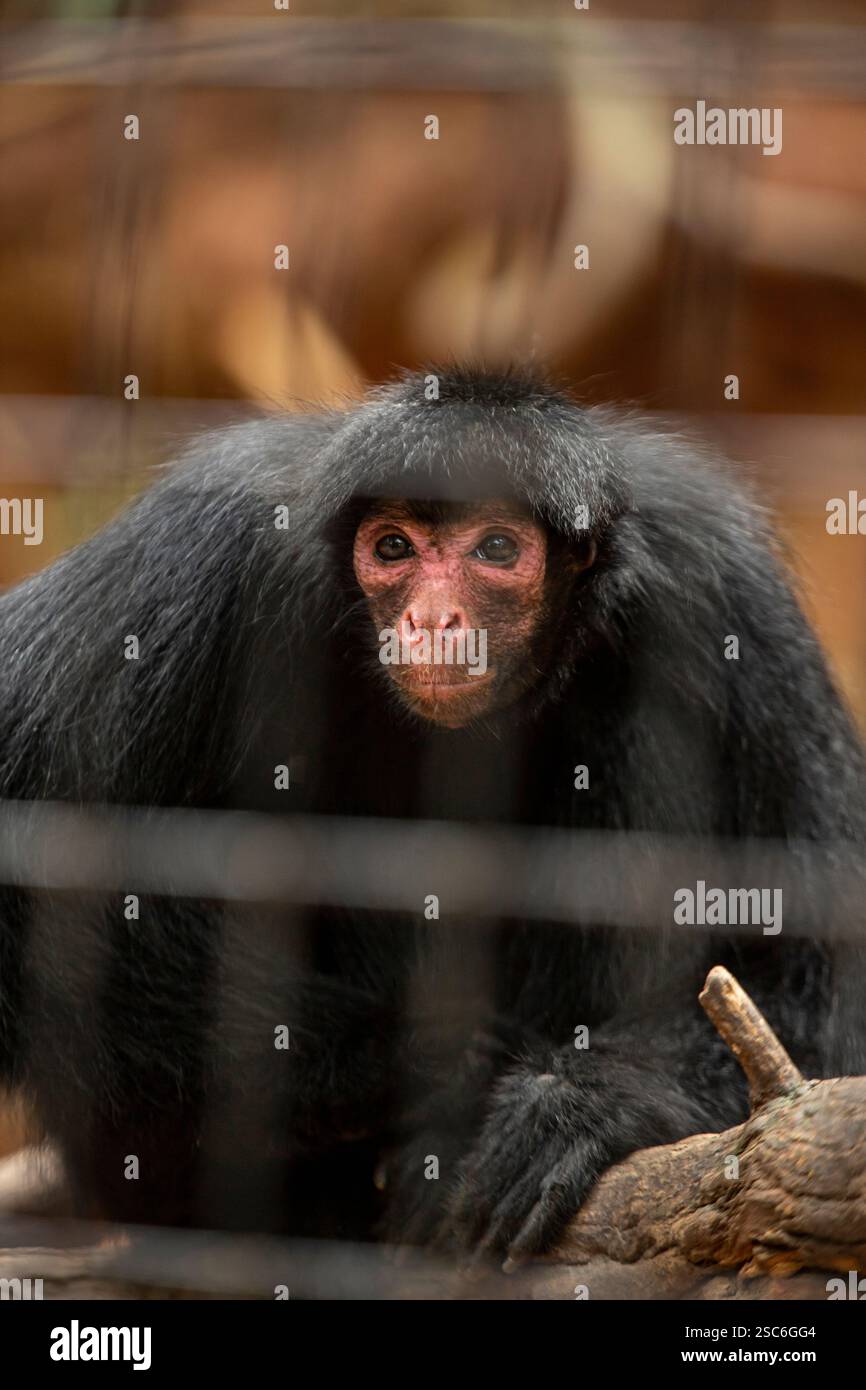 Red-faced spider monkey (Ateles paniscus) is an Amazôniam primate of ...