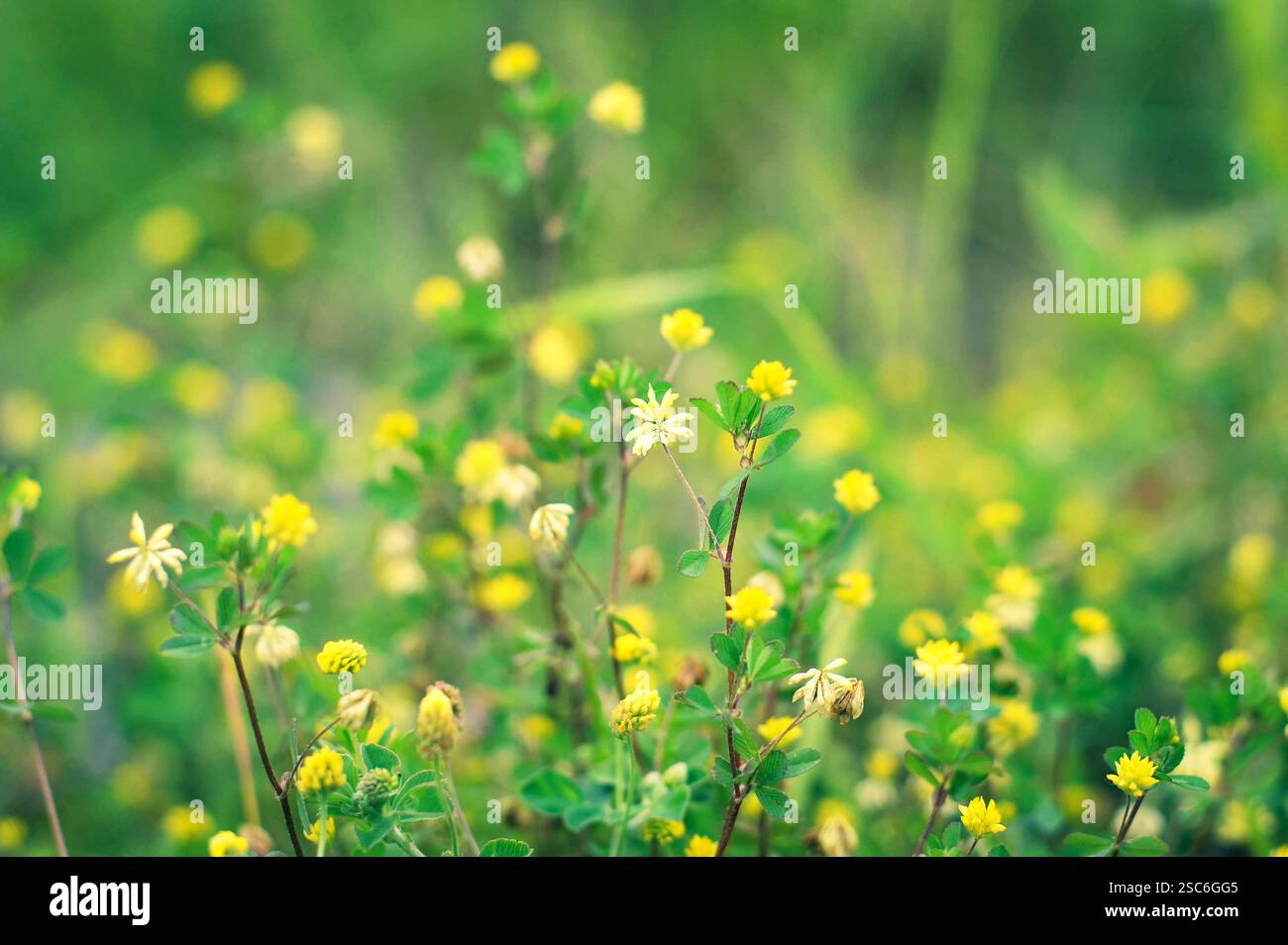 Black medic flowers in the field Stock Photo - Alamy
