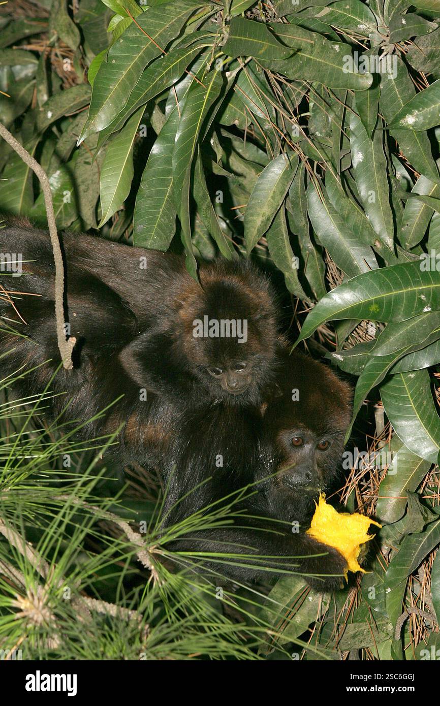 red howler monkey on Atlantic Forest, countrryside of Brasil. Cientific ...