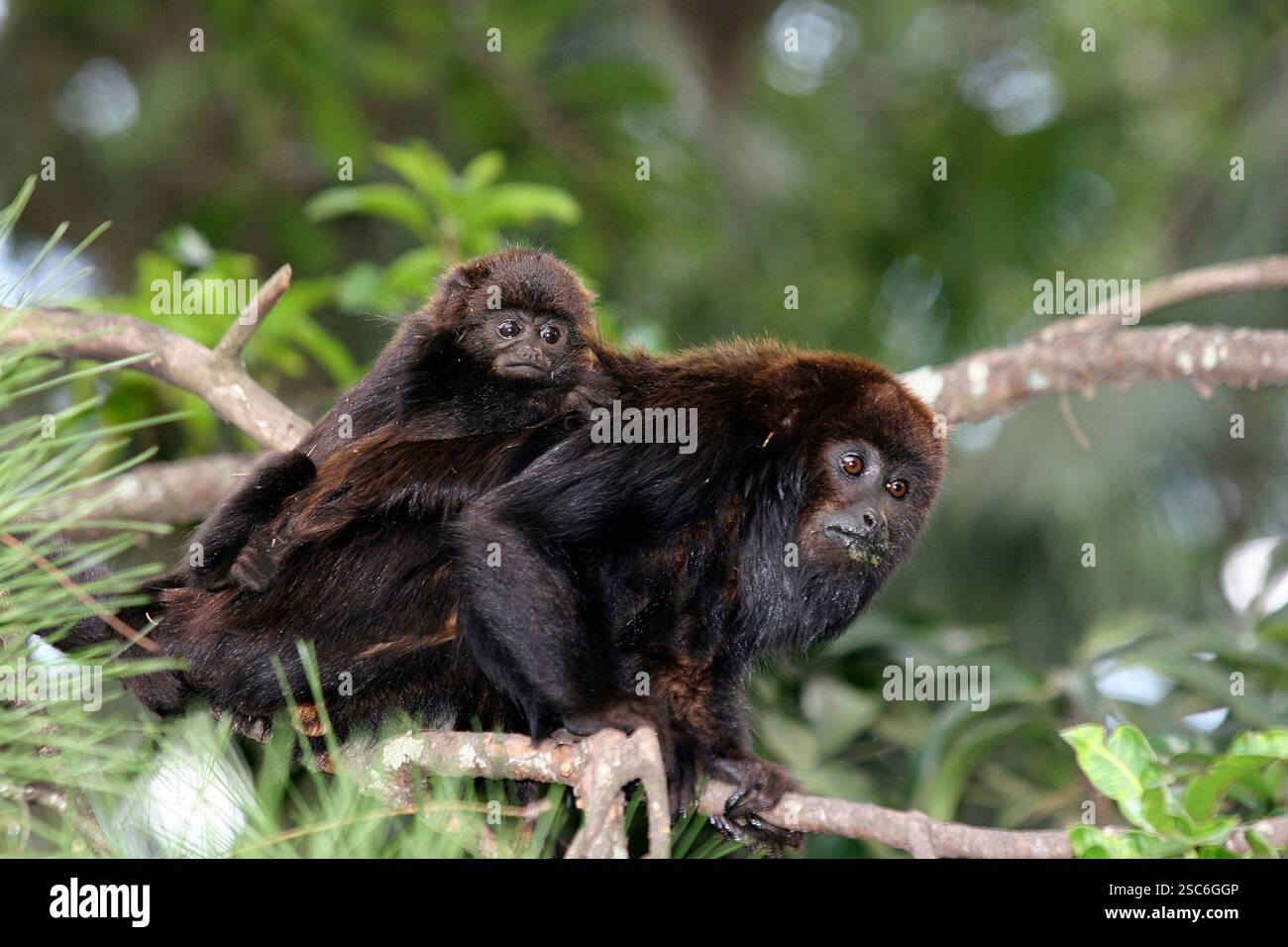 red howler monkey or bugio on Atlantic Forest, countrryside of Brasil ...