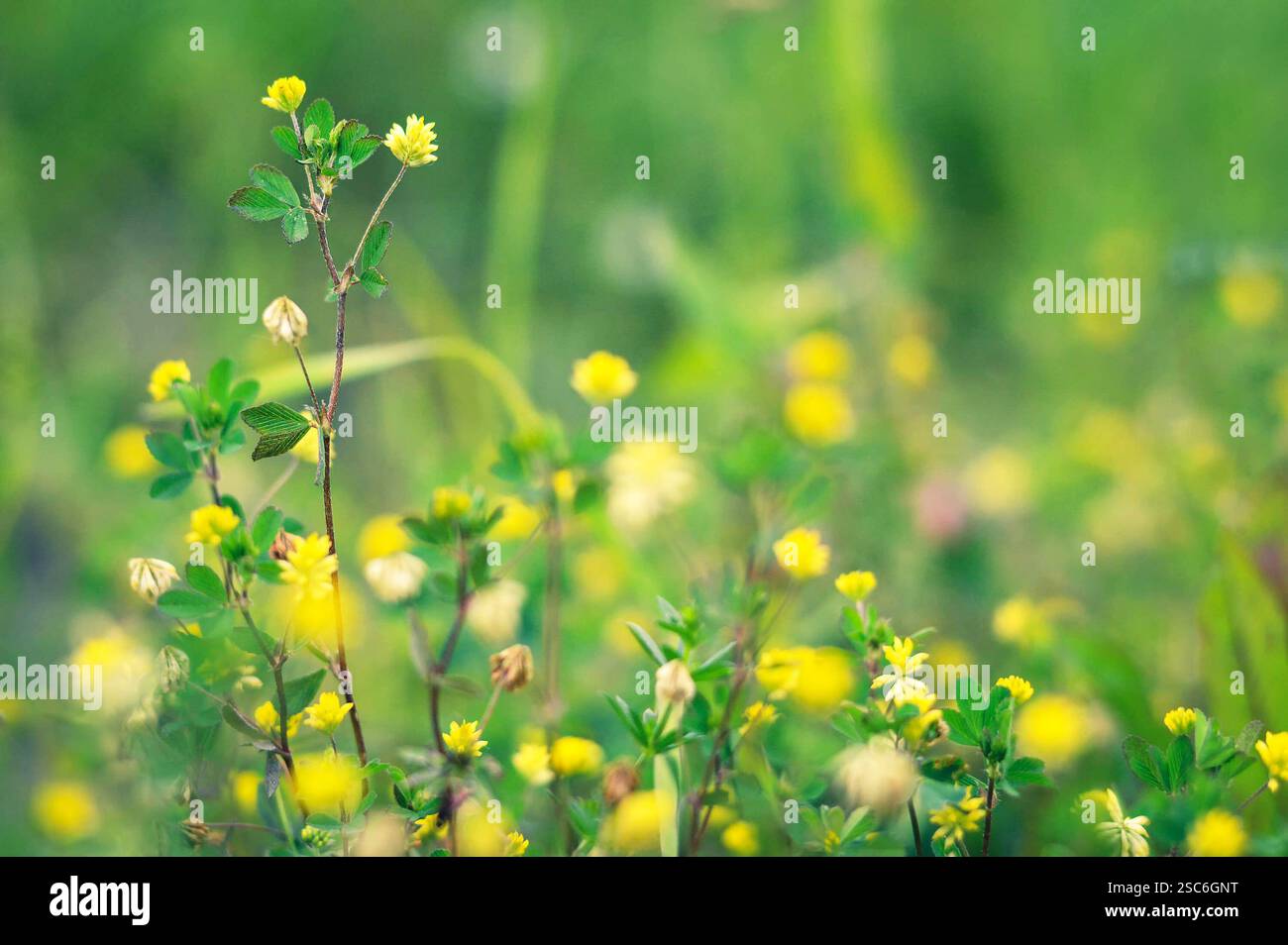 Black medic flowers in the field Stock Photo - Alamy