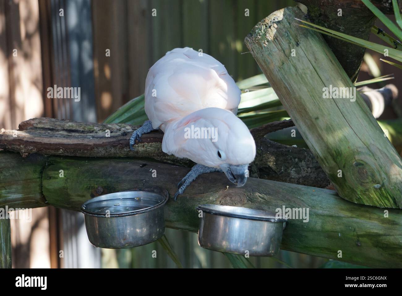 A hungry salmon-crested cockatoo, an exotic tropical parrot in white ...