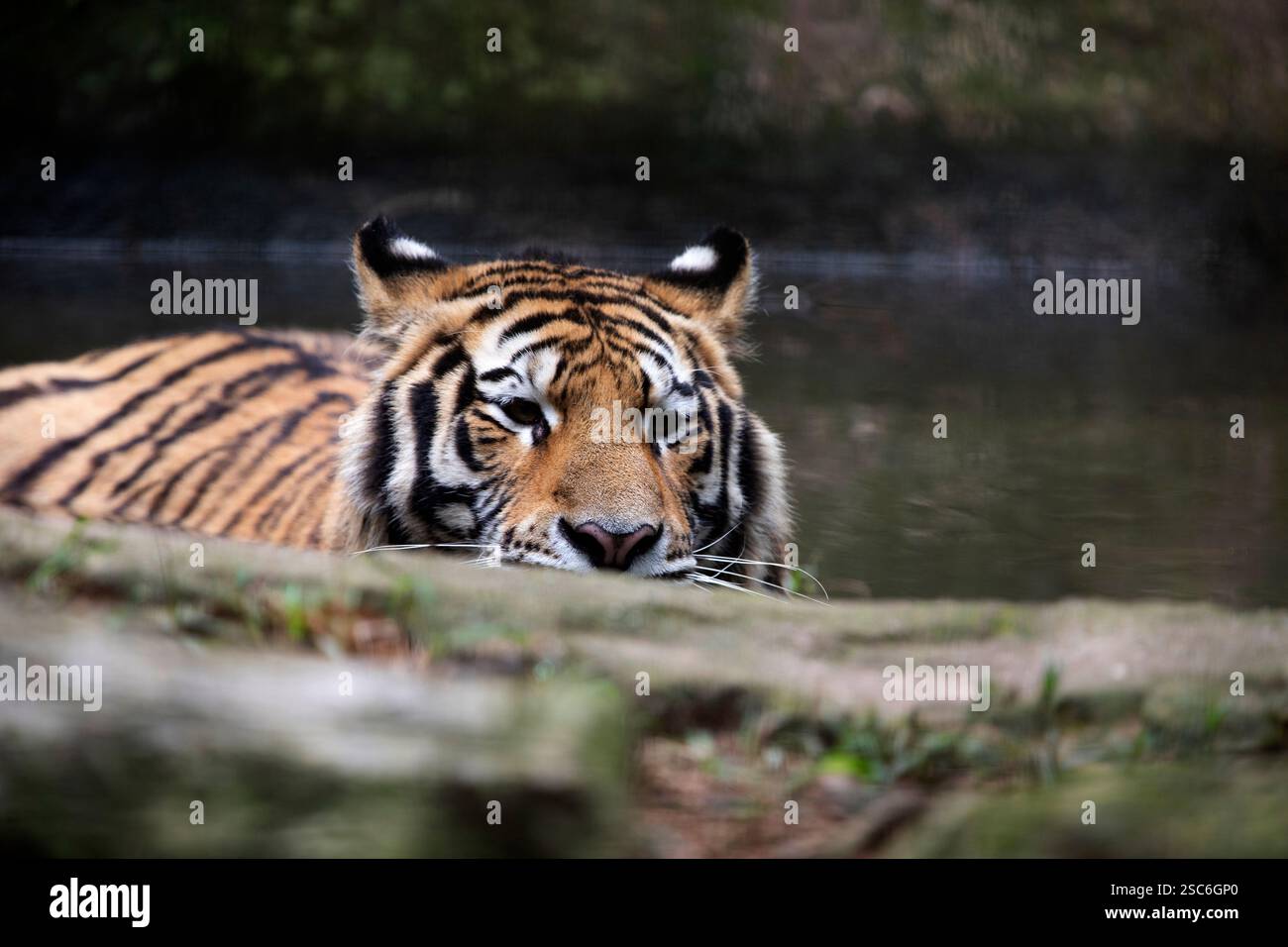 The Siberian tiger (Panthera tigris tigris) also called Amur tiger ...