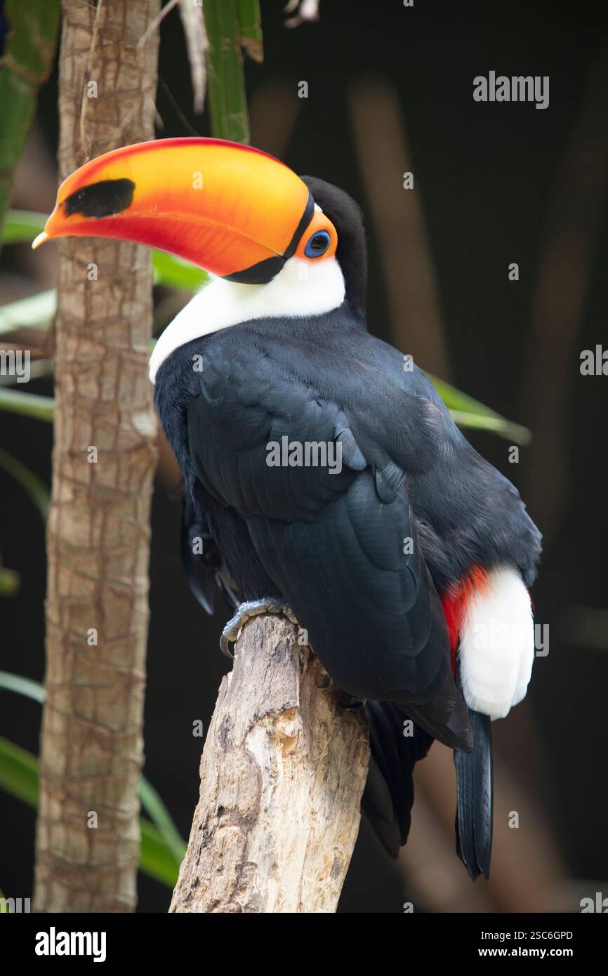 Toucan toco (Ramphastos toco) sitting on tree branch in tropical forest ...