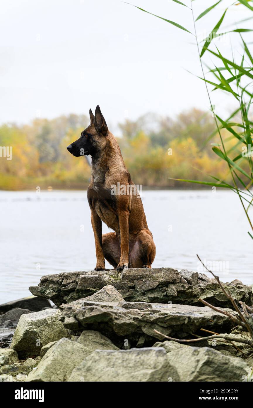 Belgian malinois sitting attentively on hi-res stock photography and ...