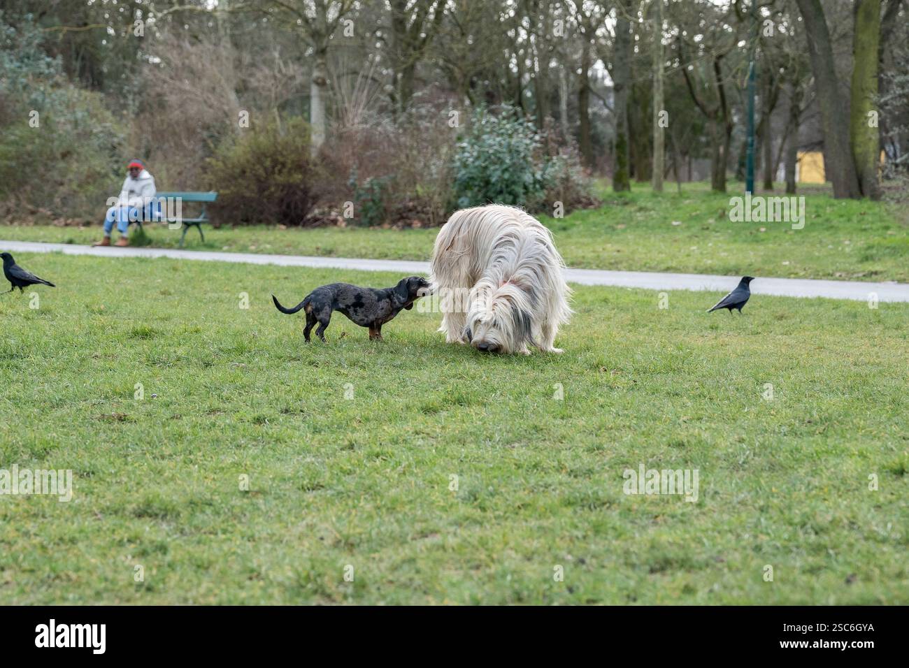 Dogs play together in a peaceful park surrounded by nature and wildlife ...