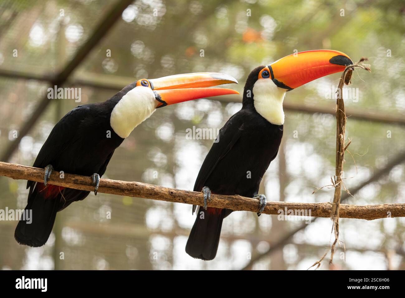 Couple of Toco Toucan (Ramphastos toco) sitting on the branch vie for ...