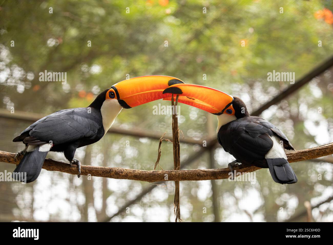 Couple of Toco Toucan (Ramphastos toco) sitting on the branch vie for ...