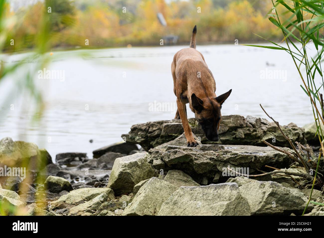 Dog sniffing ground near hi-res stock photography and images - Alamy