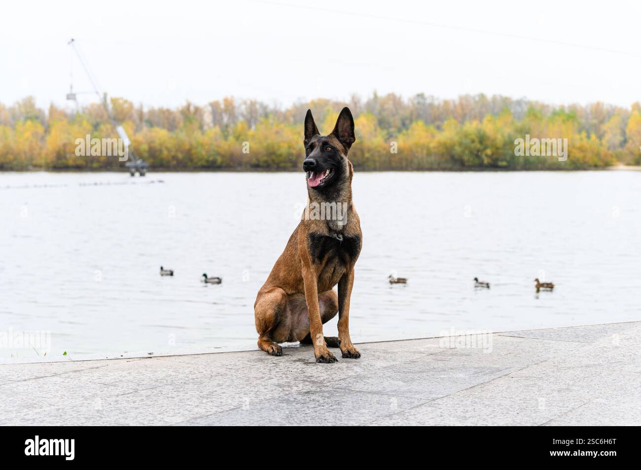 A Belgian Malinois dog with a brown and black coat sits on a paved ...