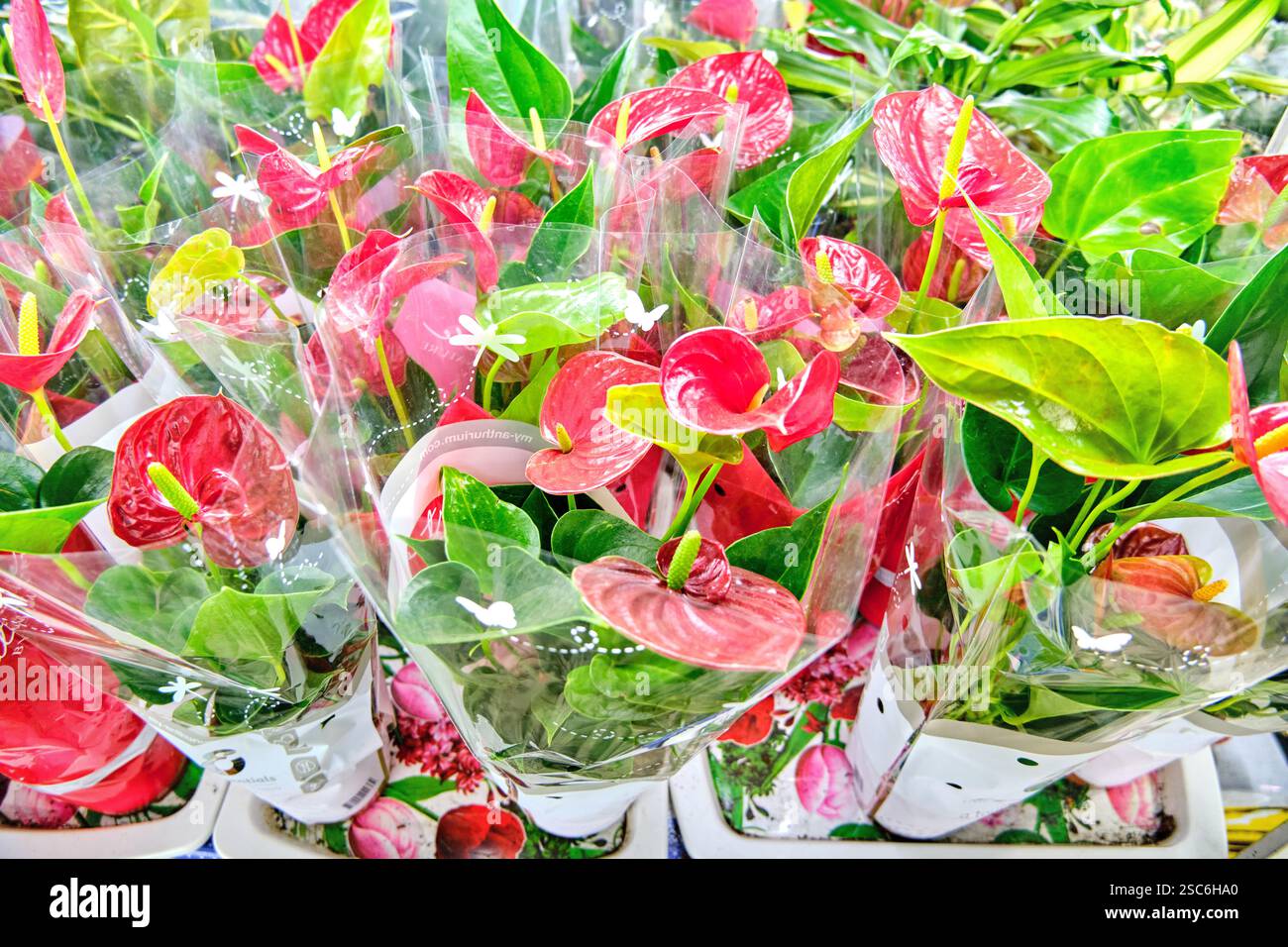 Anthuriums with red flowers wrapped in clear plastic placed on shelves ...