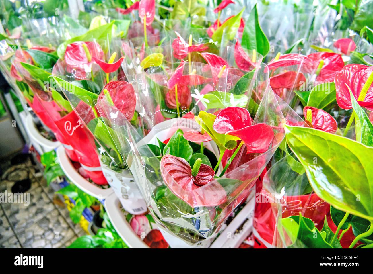 Anthuriums with red flowers wrapped in clear plastic placed on shelves ...