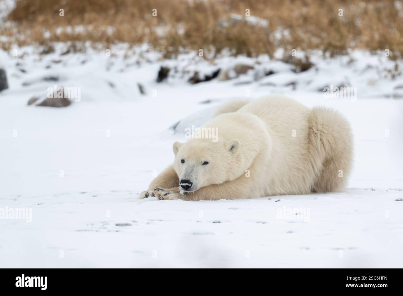 A young polar bear laying down and resting on snow covered ground hear ...