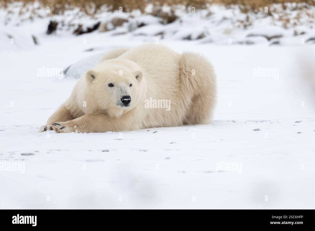 A young polar bear laying down and resting on snow covered ground hear ...