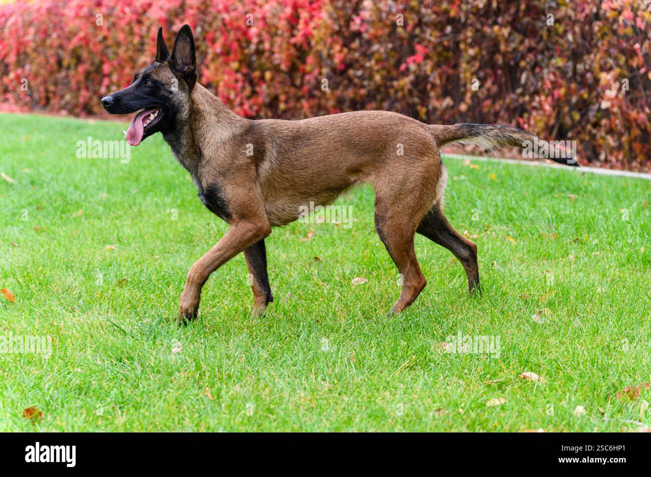 A Belgian Malinois dog with a brown and black coat walks across green grass, its tongue out. The ...