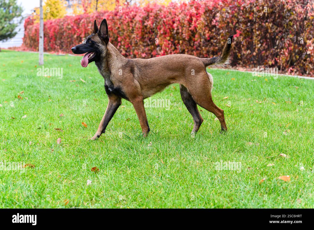 A Belgian Malinois dog with a brown and black coat walks across green grass, its tongue out. The ...