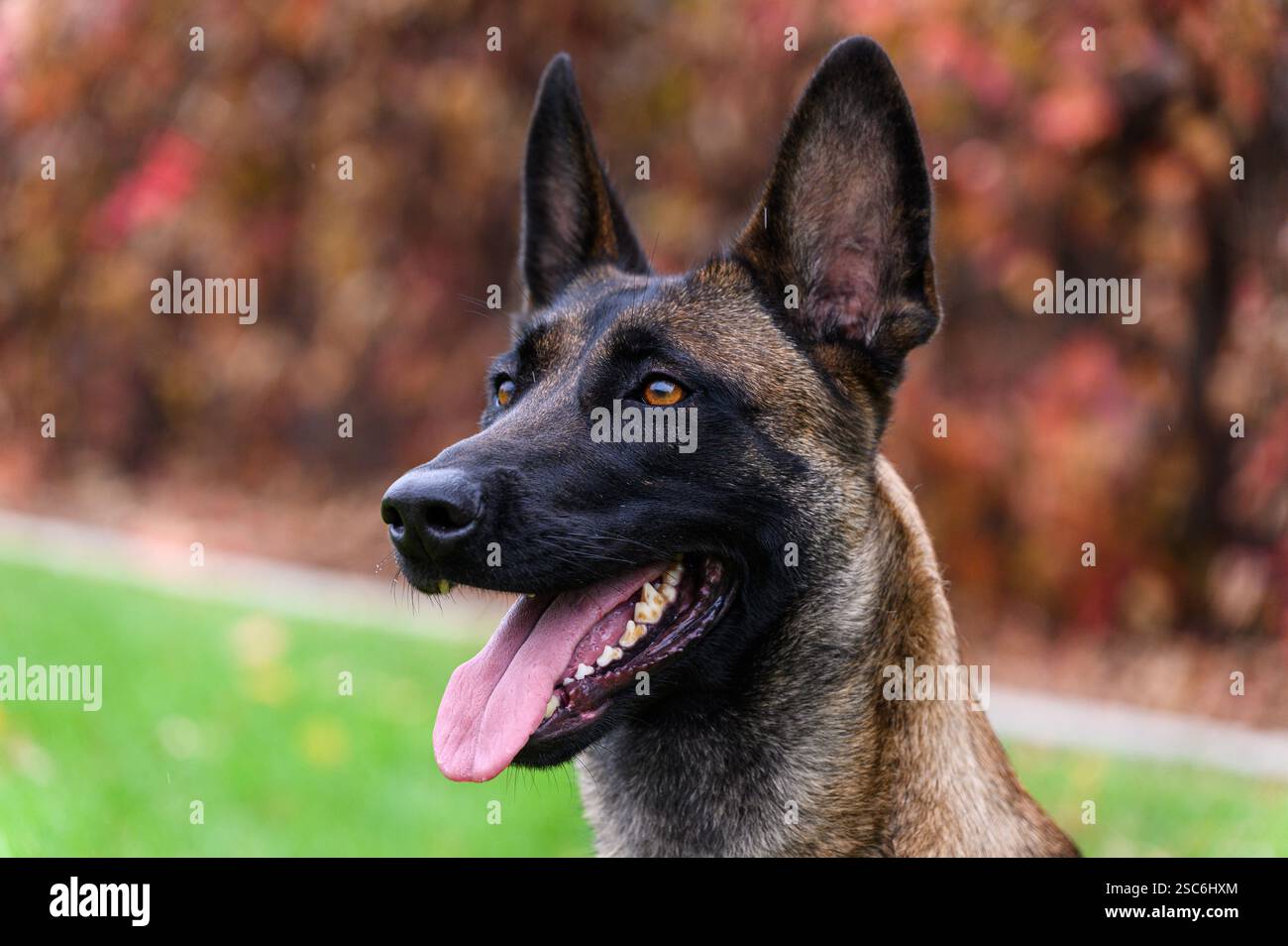 A close-up of a Belgian Malinois dog with a brown and black coat ...