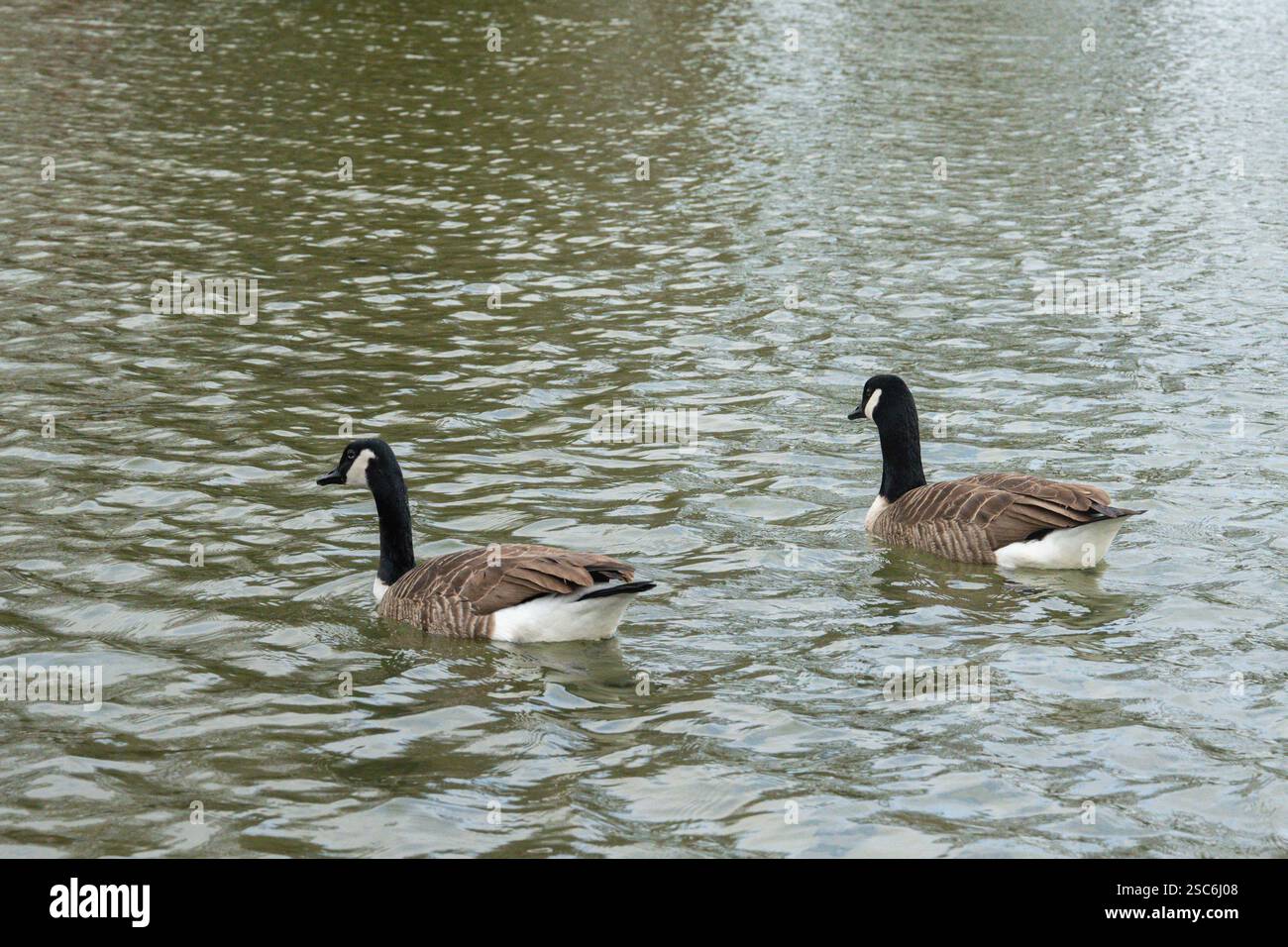 Graceful geese glide across the serene waters of a tranquil lake Stock ...