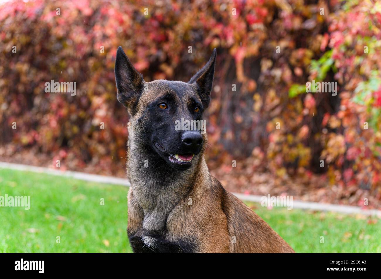 A close-up of a Belgian Malinois dog with a brown and black coat ...