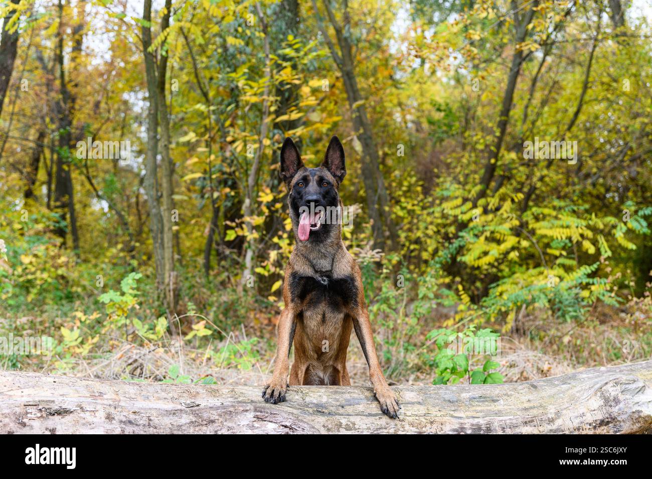A Belgian Malinois dog with a brown and black coat stands with its ...