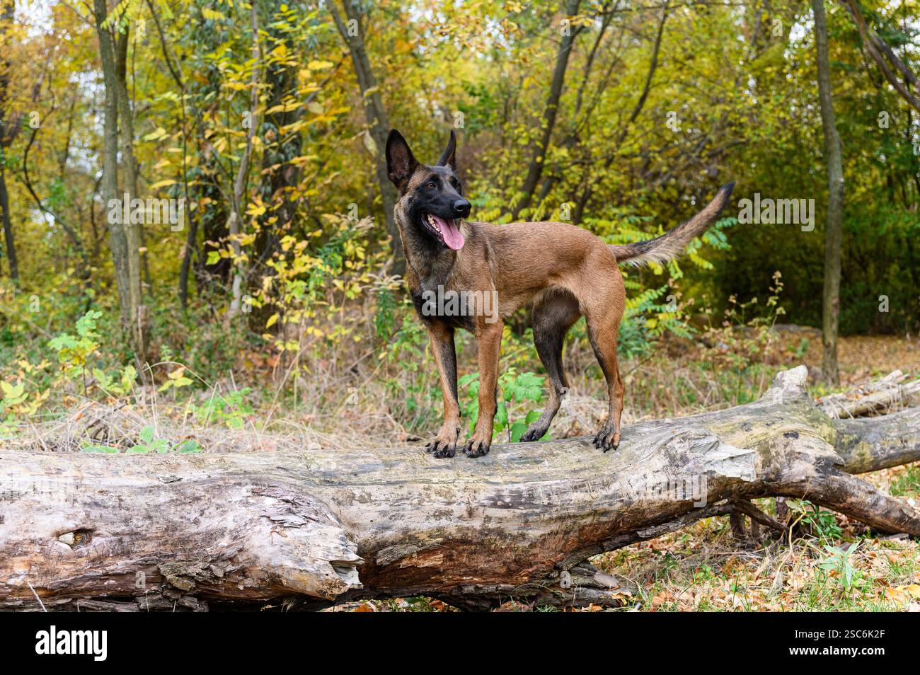 A Belgian Malinois dog with a brown and black coat stands confidently ...