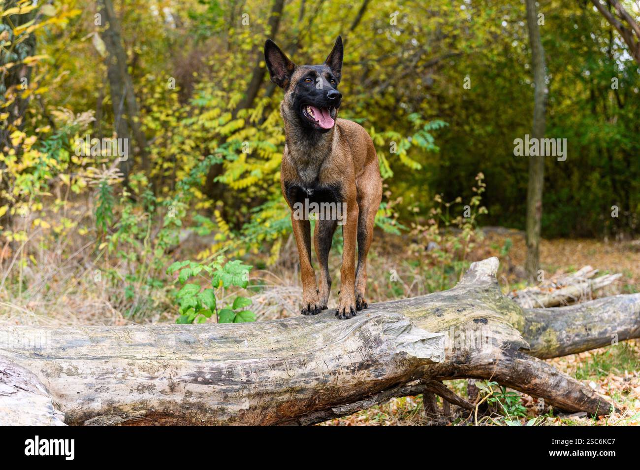 A Belgian Malinois dog with a brown and black coat stands confidently ...
