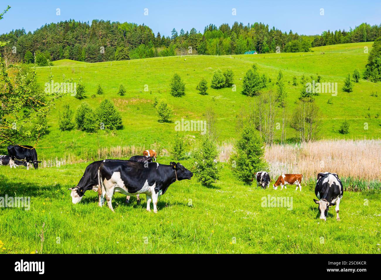Cattle grazing on green pasture area in spring , Suwalki Landscape Park ...