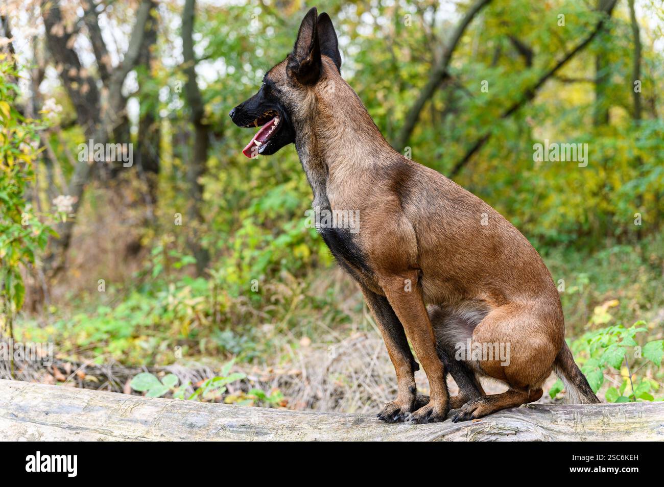 A Belgian Malinois dog with a brown and black coat stands confidently ...