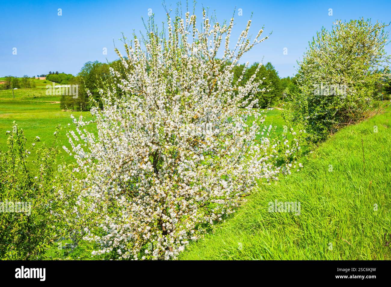 Tree blooming in spring season on green meadow, Suwalski Landscape Park ...