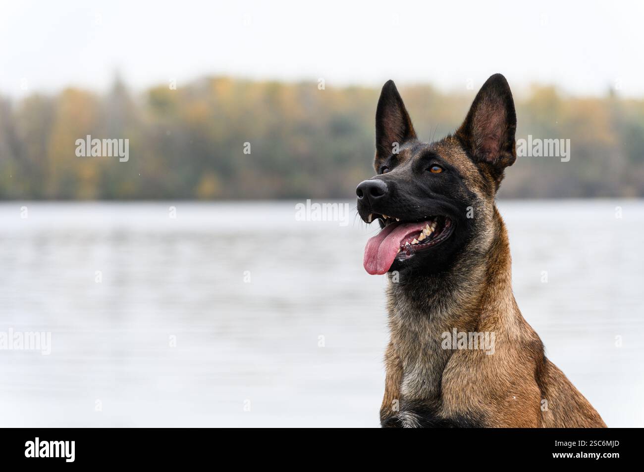A close-up side view of a Belgian Malinois dog with a brown and black ...