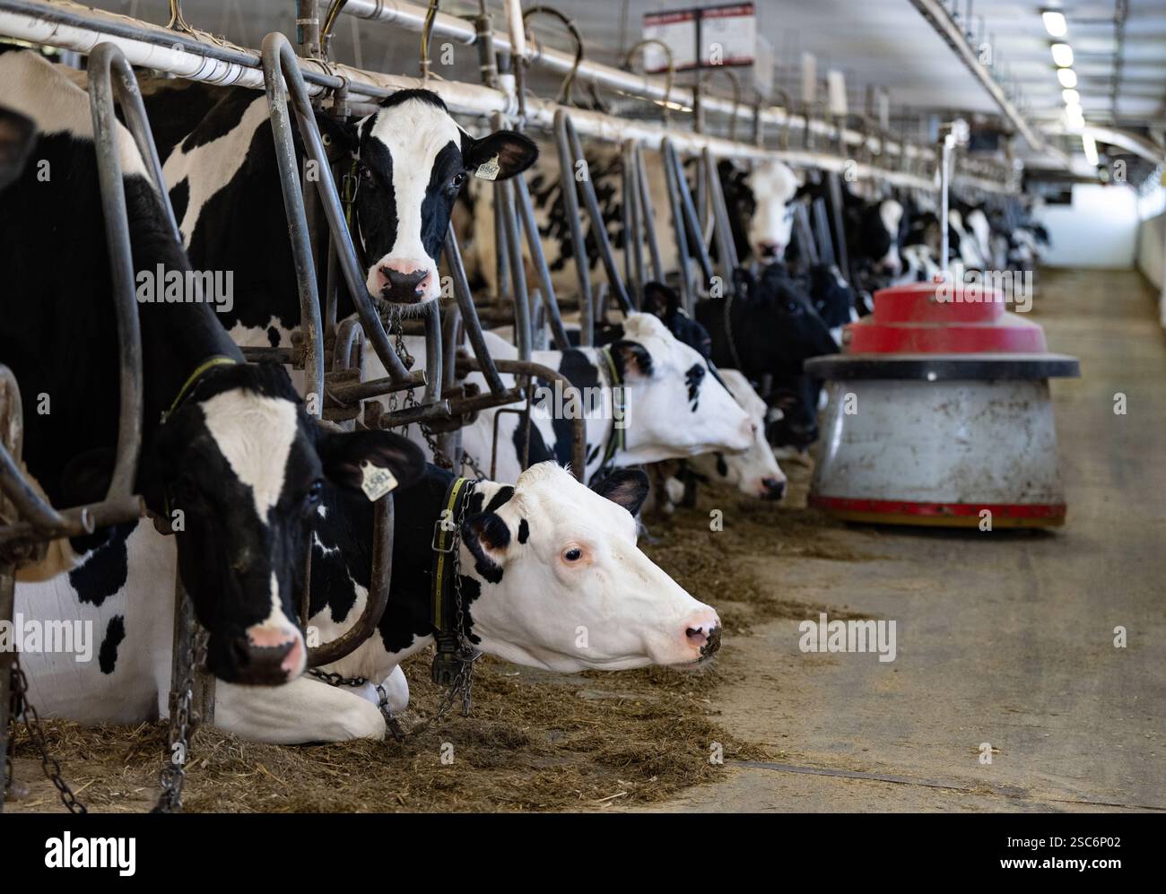 Granby, Canada. 05th Feb, 2025. Cows are seen in a dairy farm in Granby ...