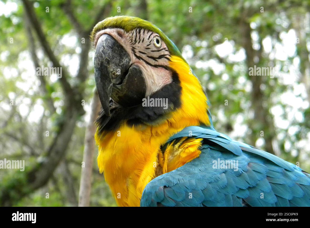Parrot. Copan. Honduras Stock Photo - Alamy