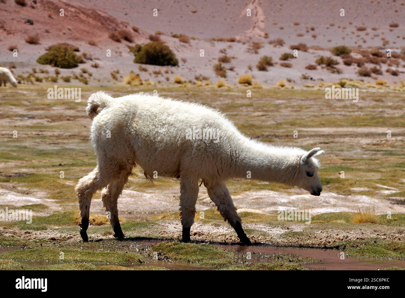 Argentina. Salta Region. Puna Desert. Vicunas Stock Photo - Alamy
