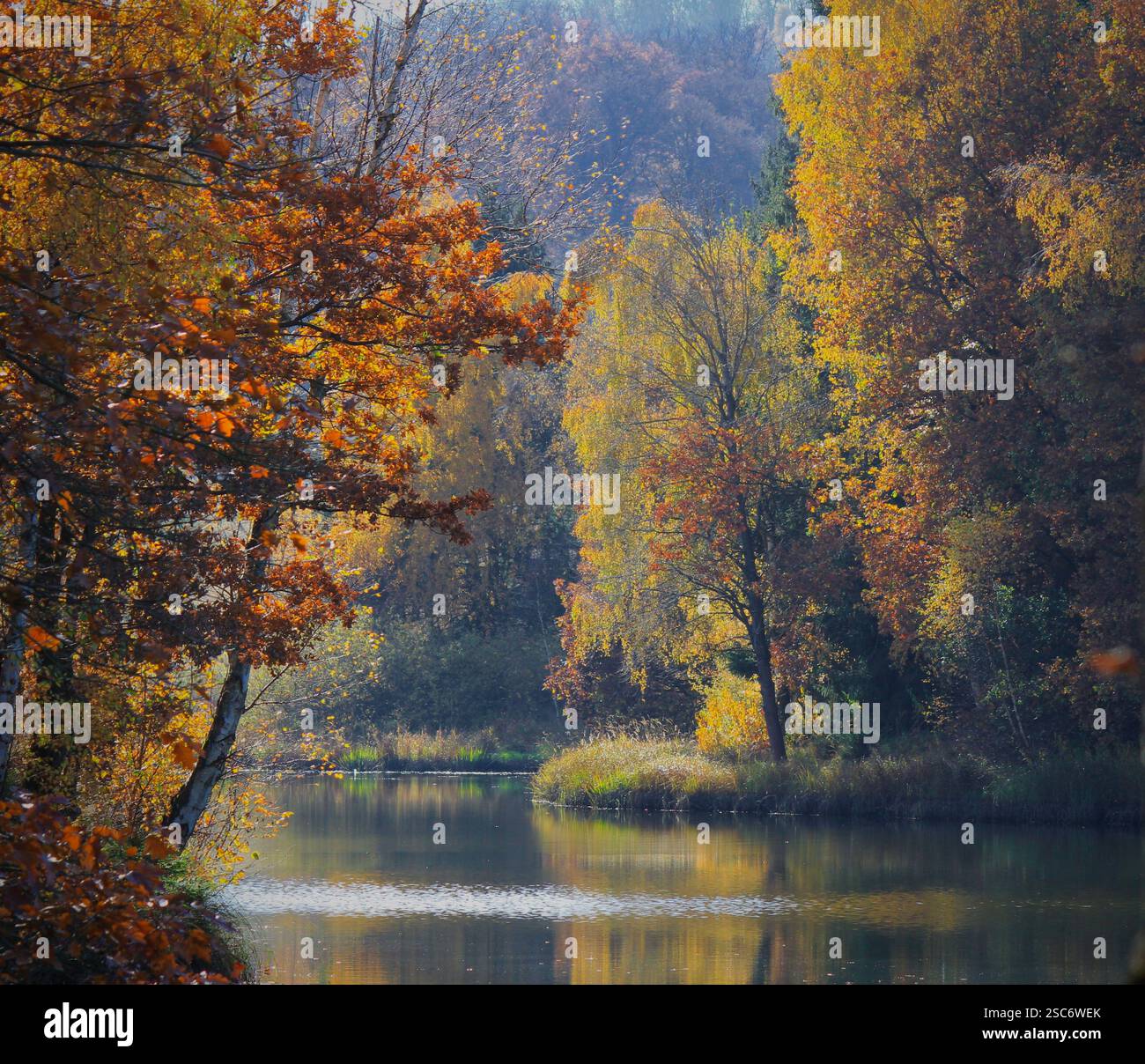 Colorful leaves on a golden autumn day Stock Photo - Alamy